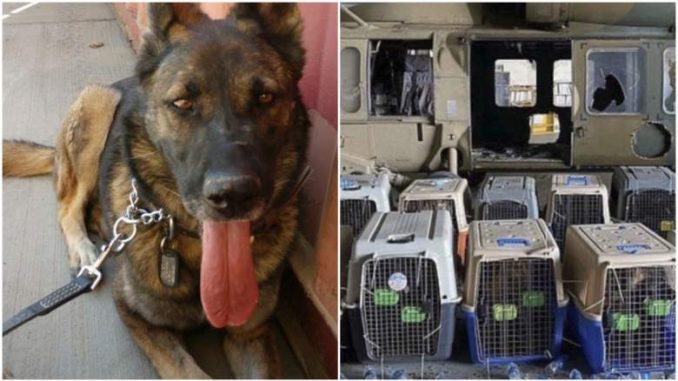 Were Military Dogs Left Behind in Afghanistan? - Wikibious