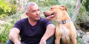 Who is Cesar Millan? Wikipedia, Biography, Age, Family, Height, Net ...